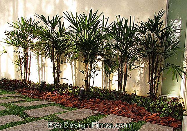 Tipi Di Palme: Incontrare 10 Specie Più Utilizzate Nei Giardini 🏡 ...