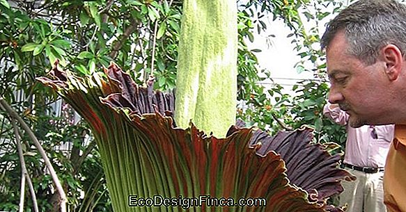 ¡Flor-Cadáver, La Especie Que Tiene Mal Olor! 🏡 Jardinería