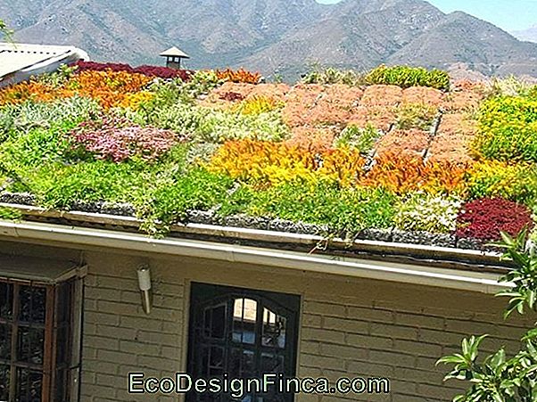 Techo Verde: Jardines Sobre Techos 🏡 Jardinería