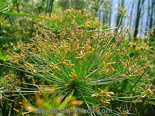 Papiro Enano (Cyperus Papyrus 'Nanus') 🏡 Jardinería