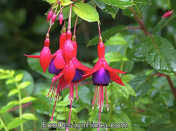 Fuchsia Hybrida 🏡 Grădinărit