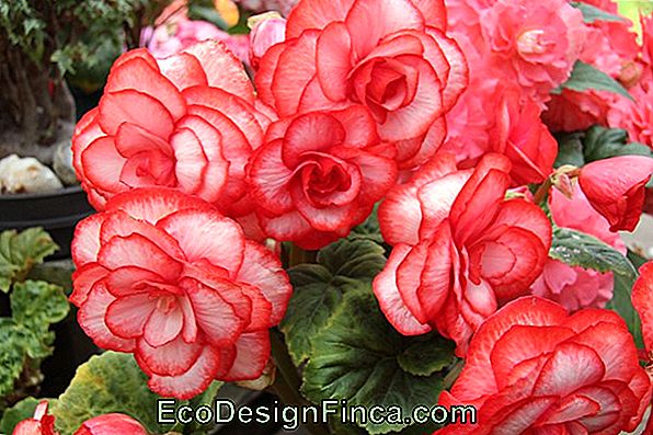 Begonijos Hibridas (Begonia Hybrida Hort. Ex Steud.) 🏡 Sodininkystė