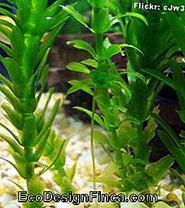 Elódea (Elodea Sp.) 🏡 Jardinería