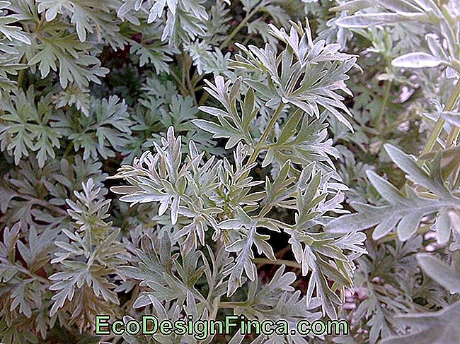 Losna (Artemisia Absinthium) 🏡 Jardinage