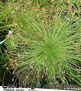Papiro Enano (Cyperus Papyrus 'Nanus') 🏡 Jardinería